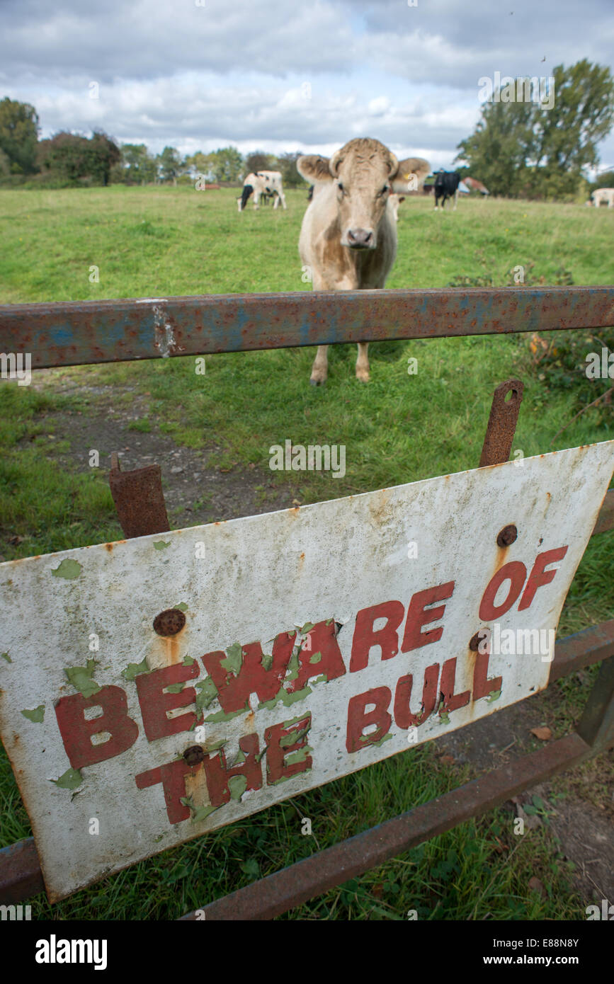 Beware Of The Bull High Resolution Stock Photography and Images - Alamy