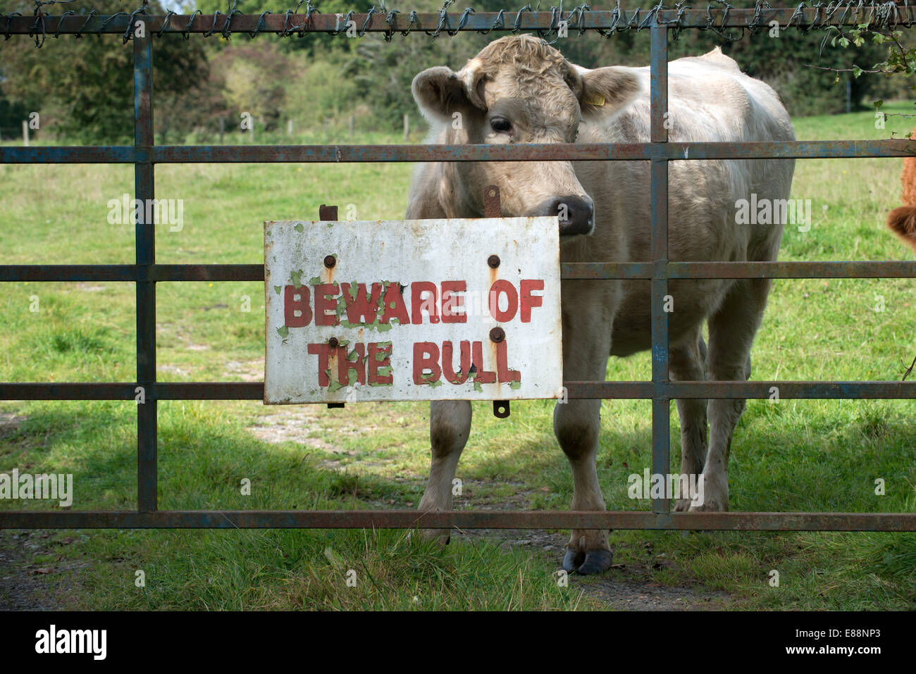 Beware of the bull sign hi-res stock photography and images - Alamy