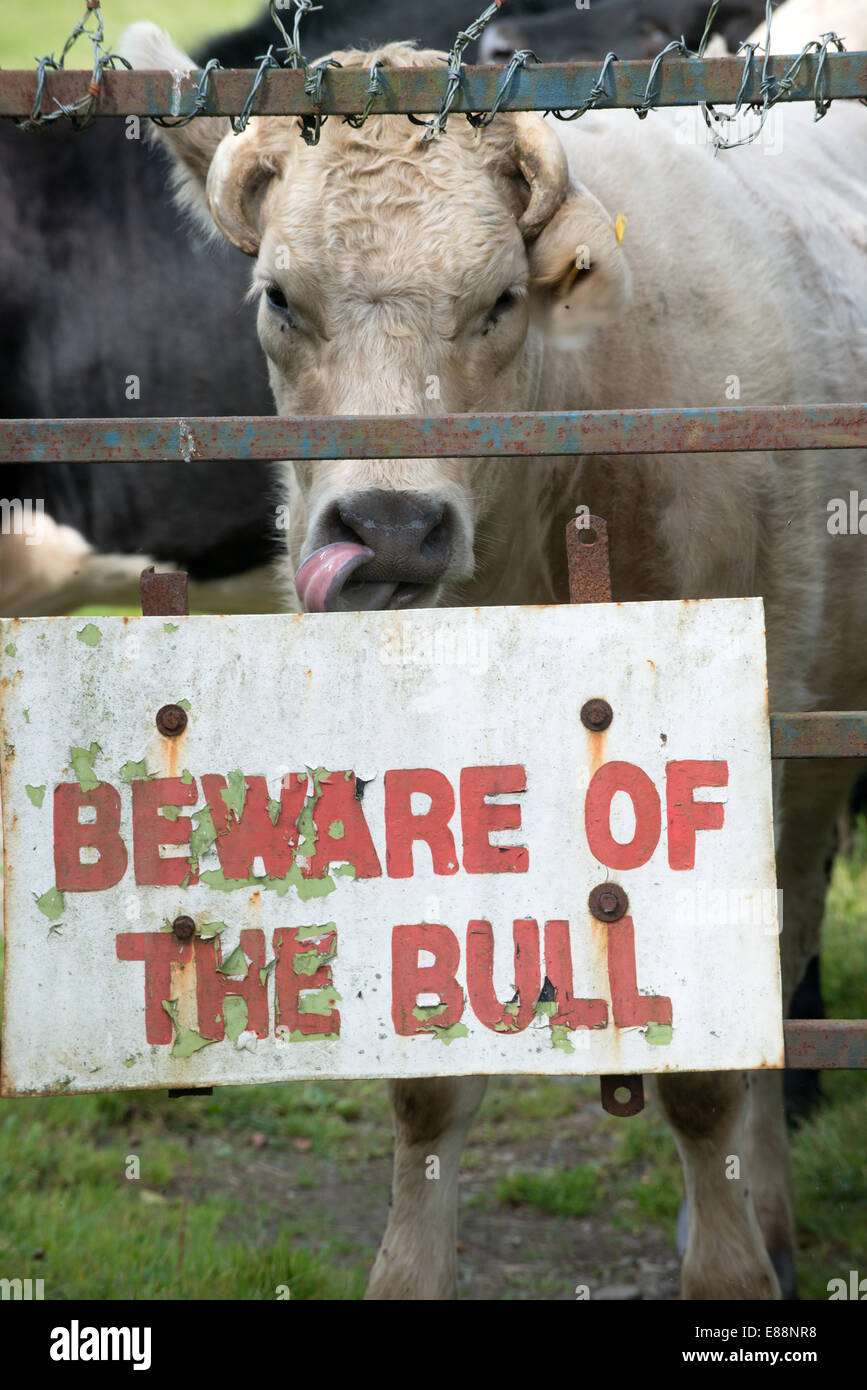 Beware Of The Bull High Resolution Stock Photography and Images - Alamy