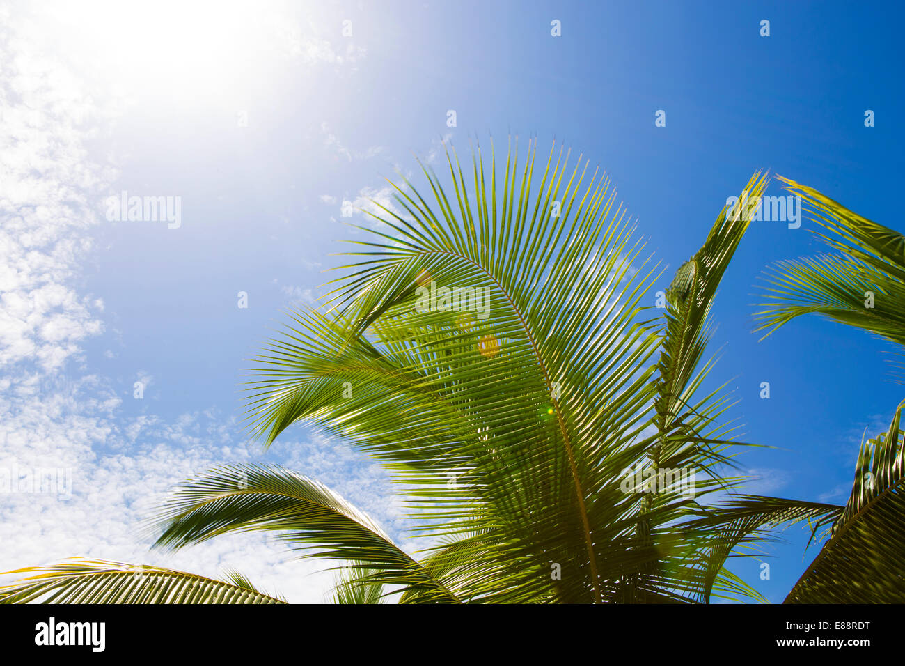 Beautiful palm trees with blue sky and small white clouds Stock Photo ...