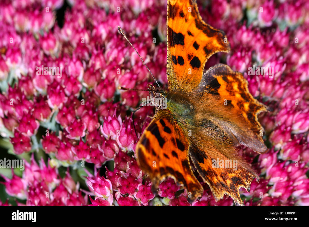Sedum flowers with butterflies hi-res stock photography and images - Alamy