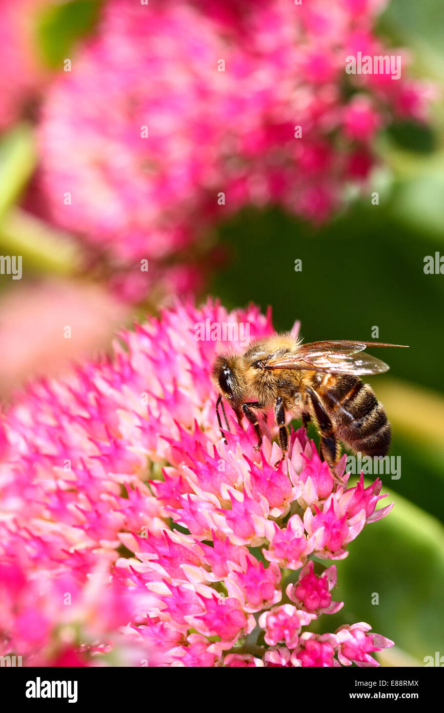 Bee pollinating a flower Stock Photo - Alamy