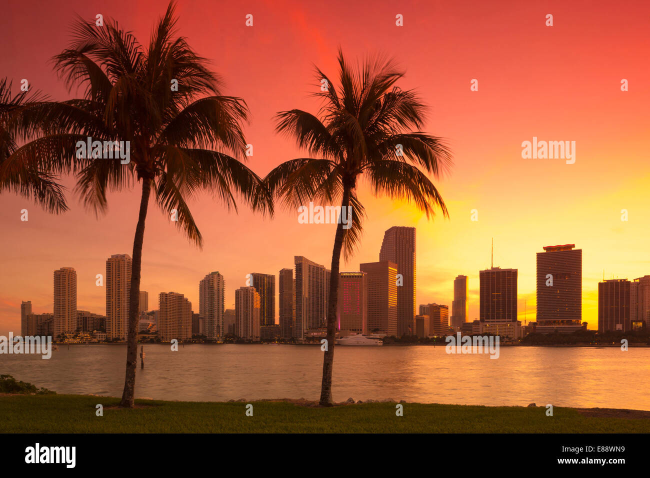 PALM TREES WATSON ISLAND DOWNTOWN SKYLINE BISCAYNE BAY MIAMI FLORIDA ...