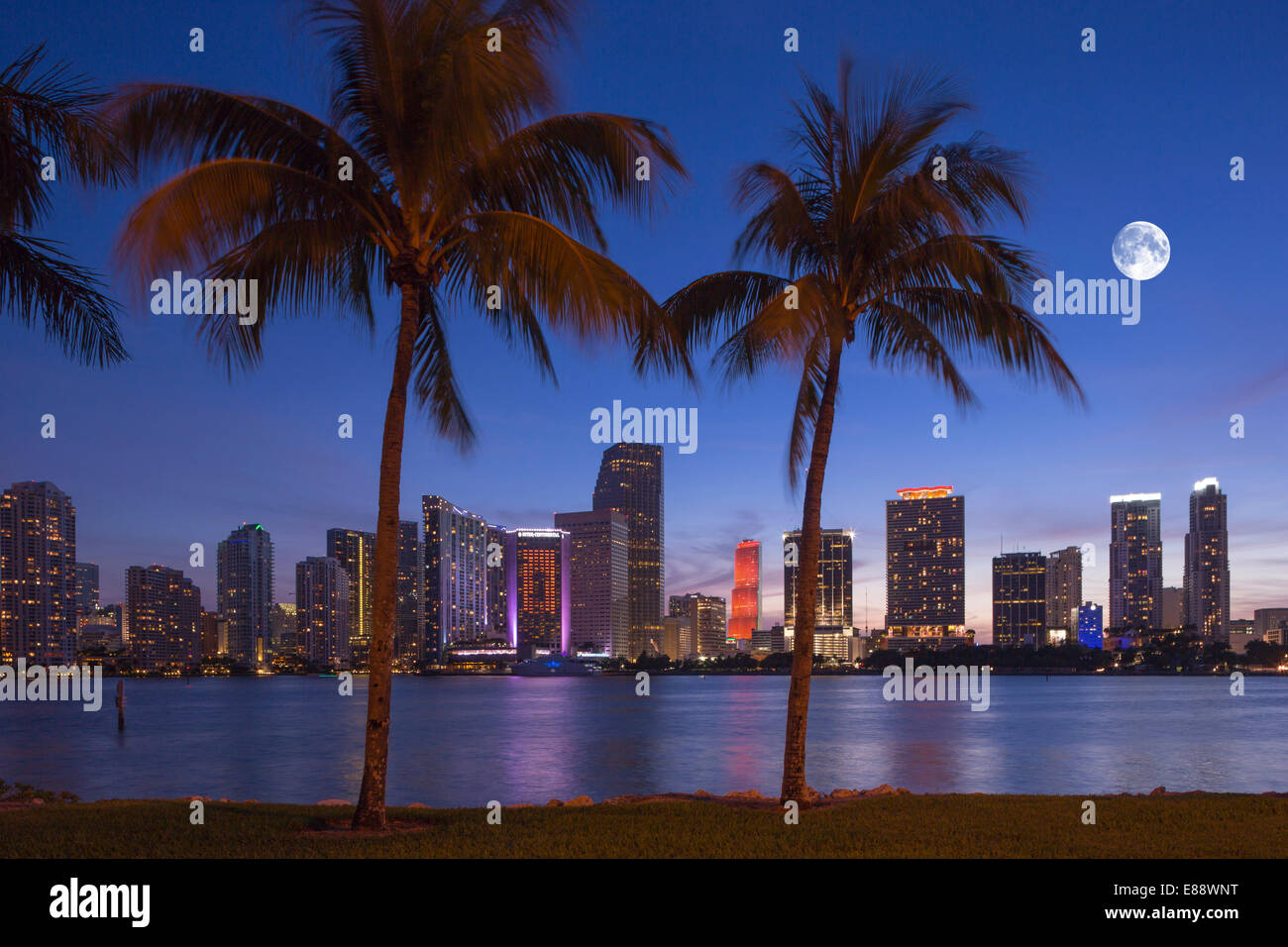 PALM TREES WATSON ISLAND DOWNTOWN SKYLINE BISCAYNE BAY MIAMI FLORIDA ...