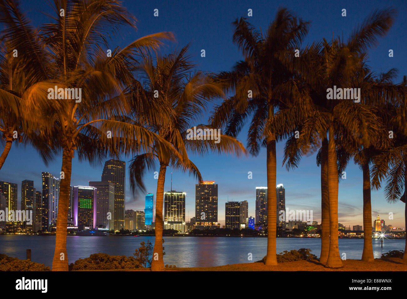 PALM TREES WATSON ISLAND DOWNTOWN SKYLINE BISCAYNE BAY MIAMI FLORIDA ...