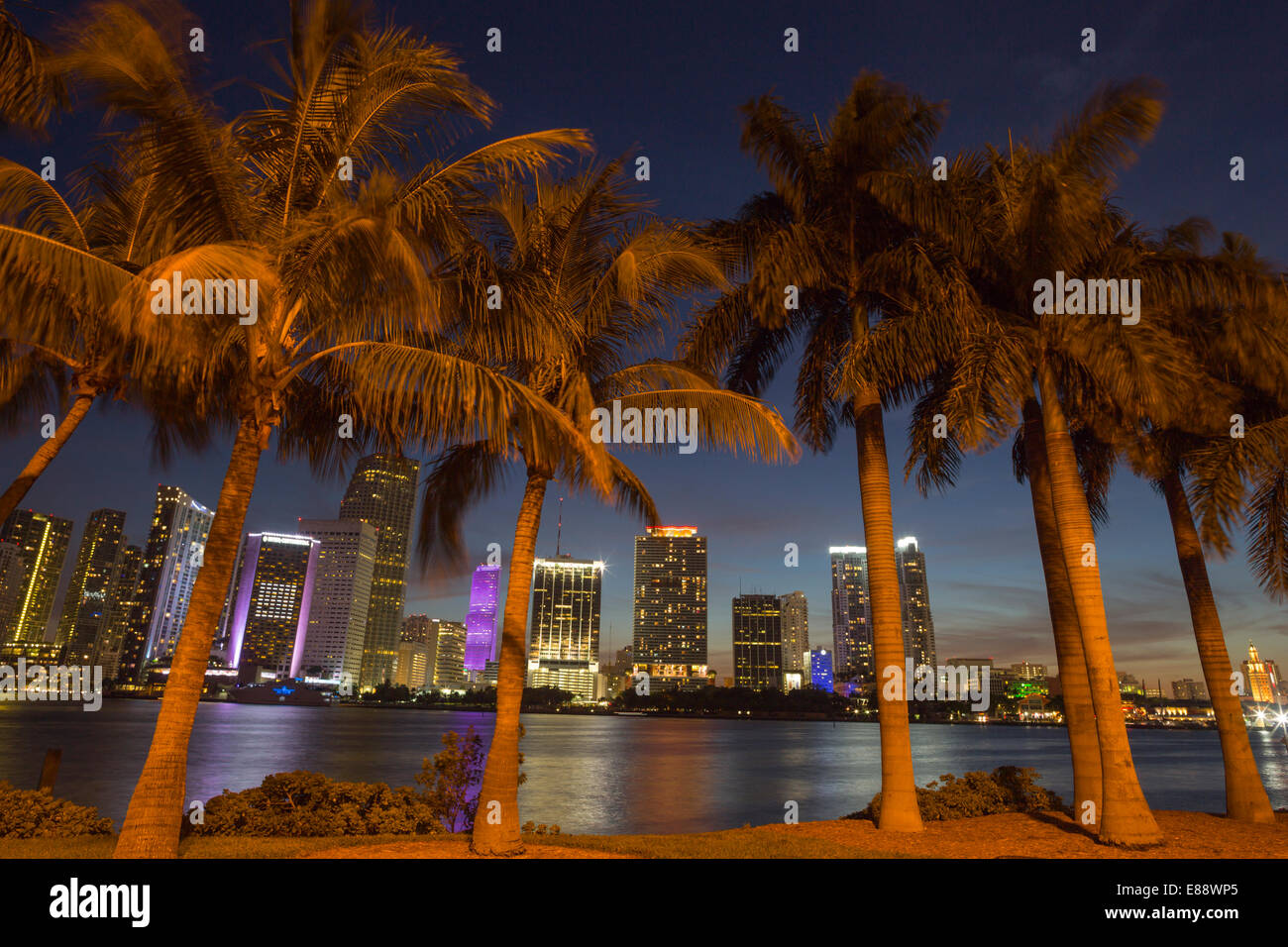 PALM TREES WATSON ISLAND DOWNTOWN SKYLINE BISCAYNE BAY MIAMI FLORIDA ...