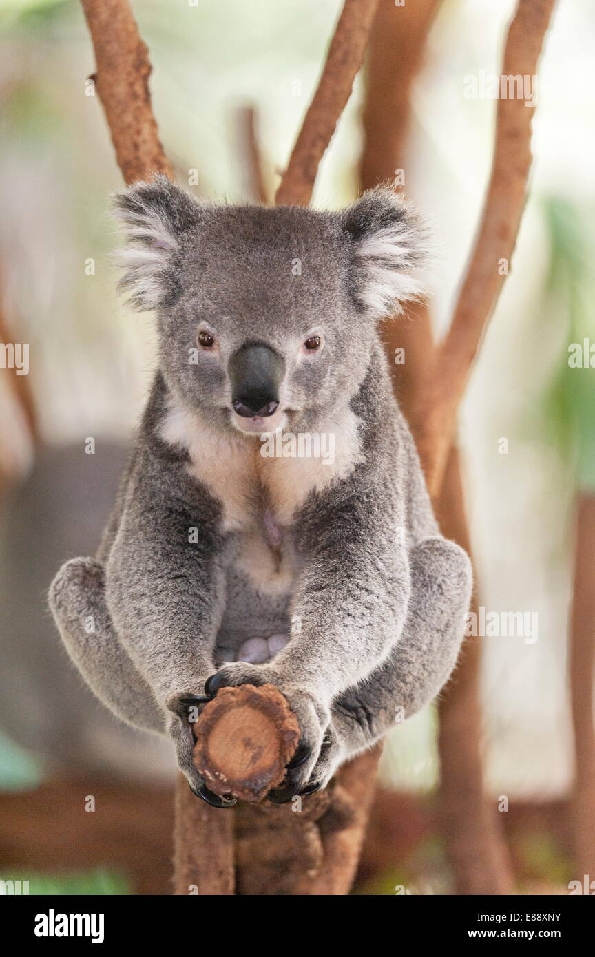 Koala (Phascolarctos Cinereous) sitting on eucalyptus tree branch ...