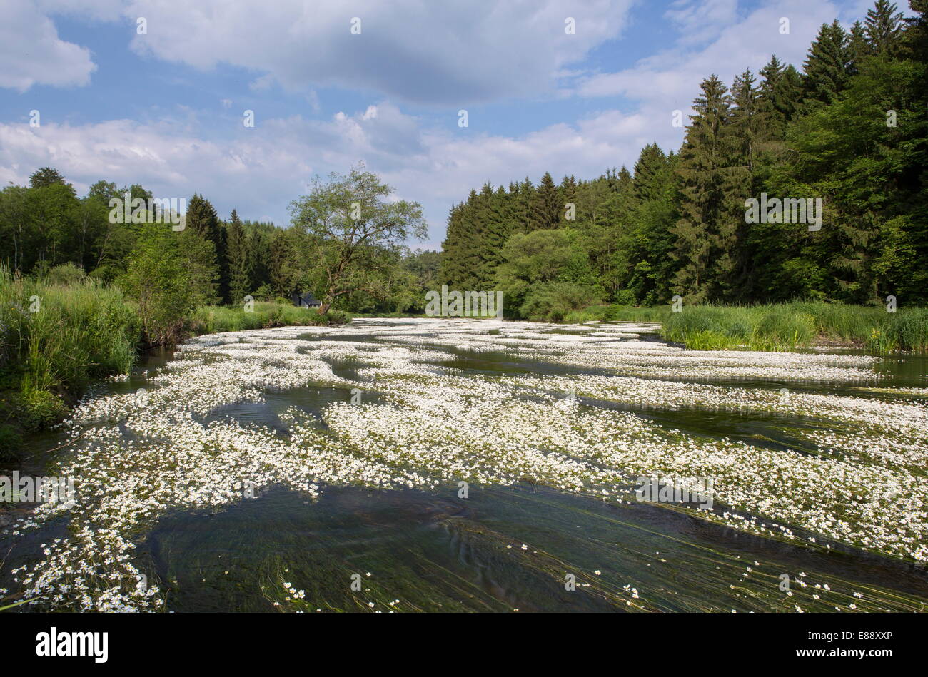 Water crowfoot (Ranunculus fluitans), The Semois River, Semois Valley ...