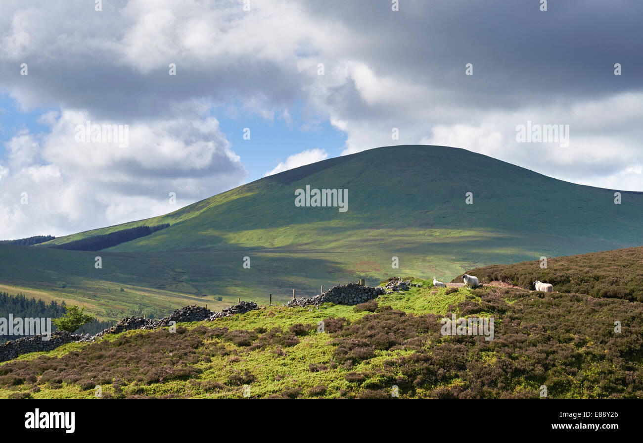 Cheviot hills northumberland summer hi-res stock photography and images ...