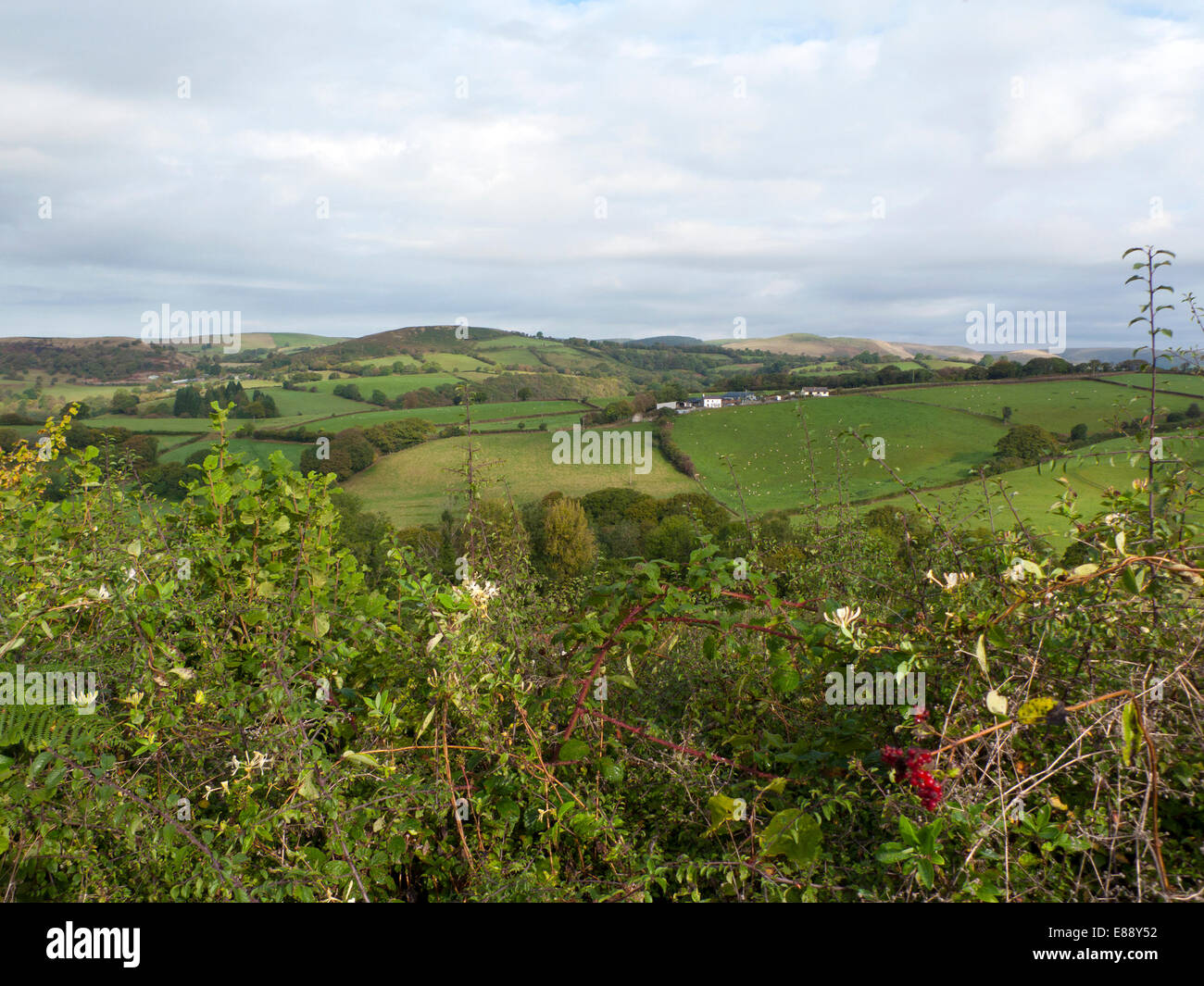 Honeysuckle flowers bloom and wild red berries growing in a hedgerow in ...