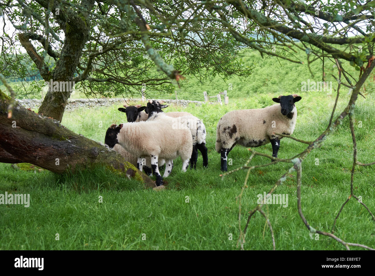 Lamb under tree hi-res stock photography and images - Alamy