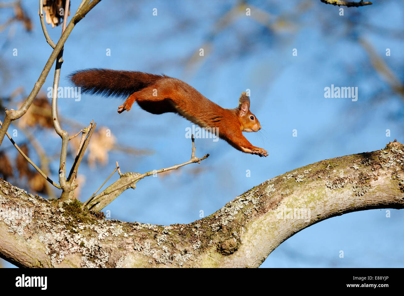 Sciurus vulgaris hi-res stock photography and images - Alamy