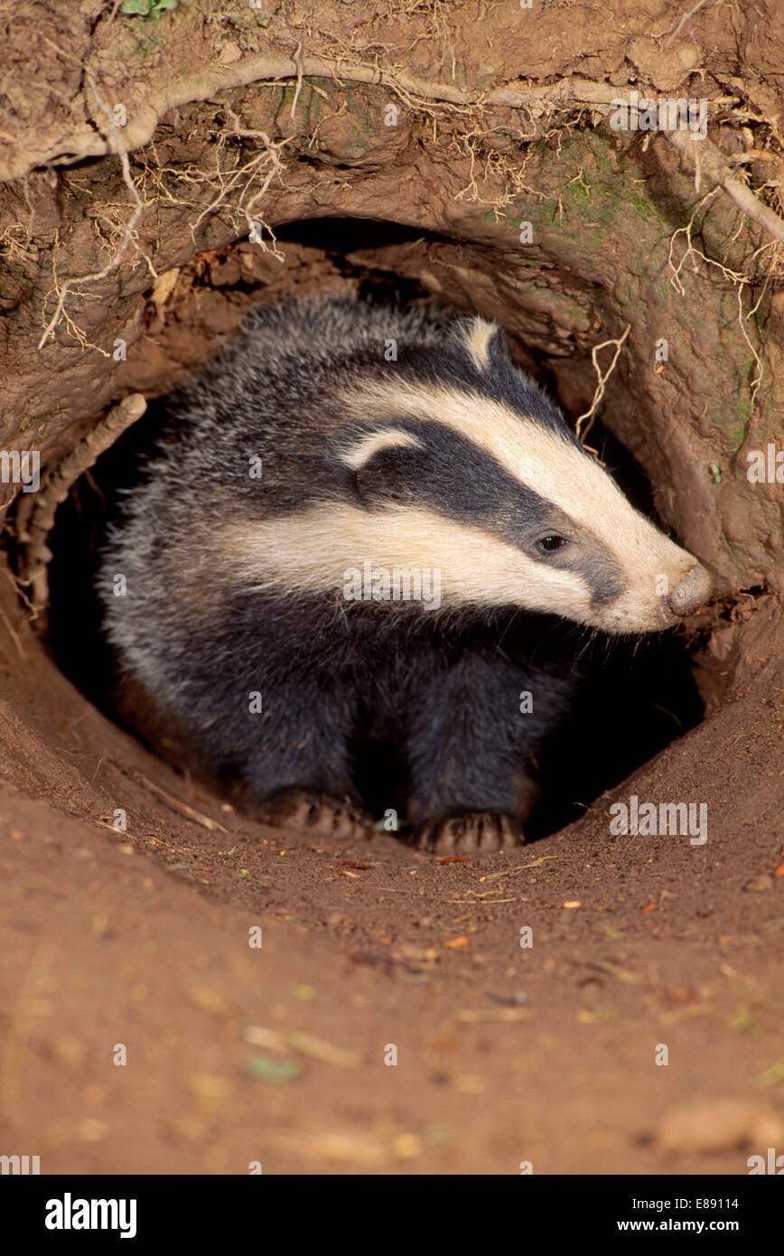 Badger - Meles meles Stock Photo - Alamy