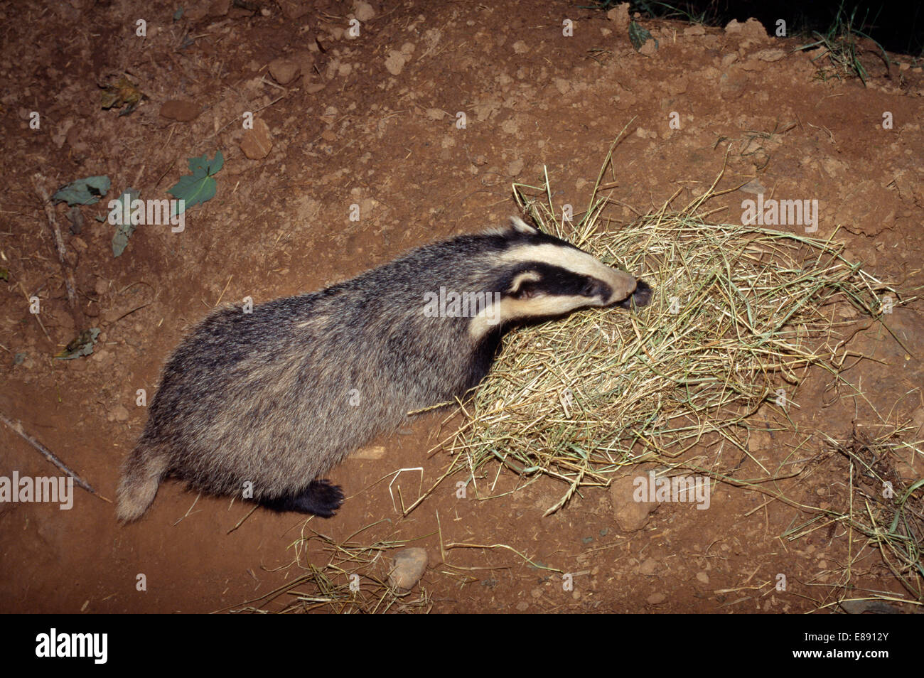 Badger - Meles meles Stock Photo - Alamy