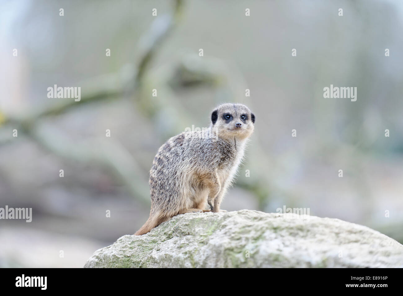 Suricatta species hi-res stock photography and images - Alamy