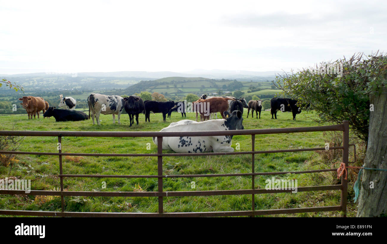 Cattle relax in a sunfilled field on a Carmarthenshire farm in autumn ...