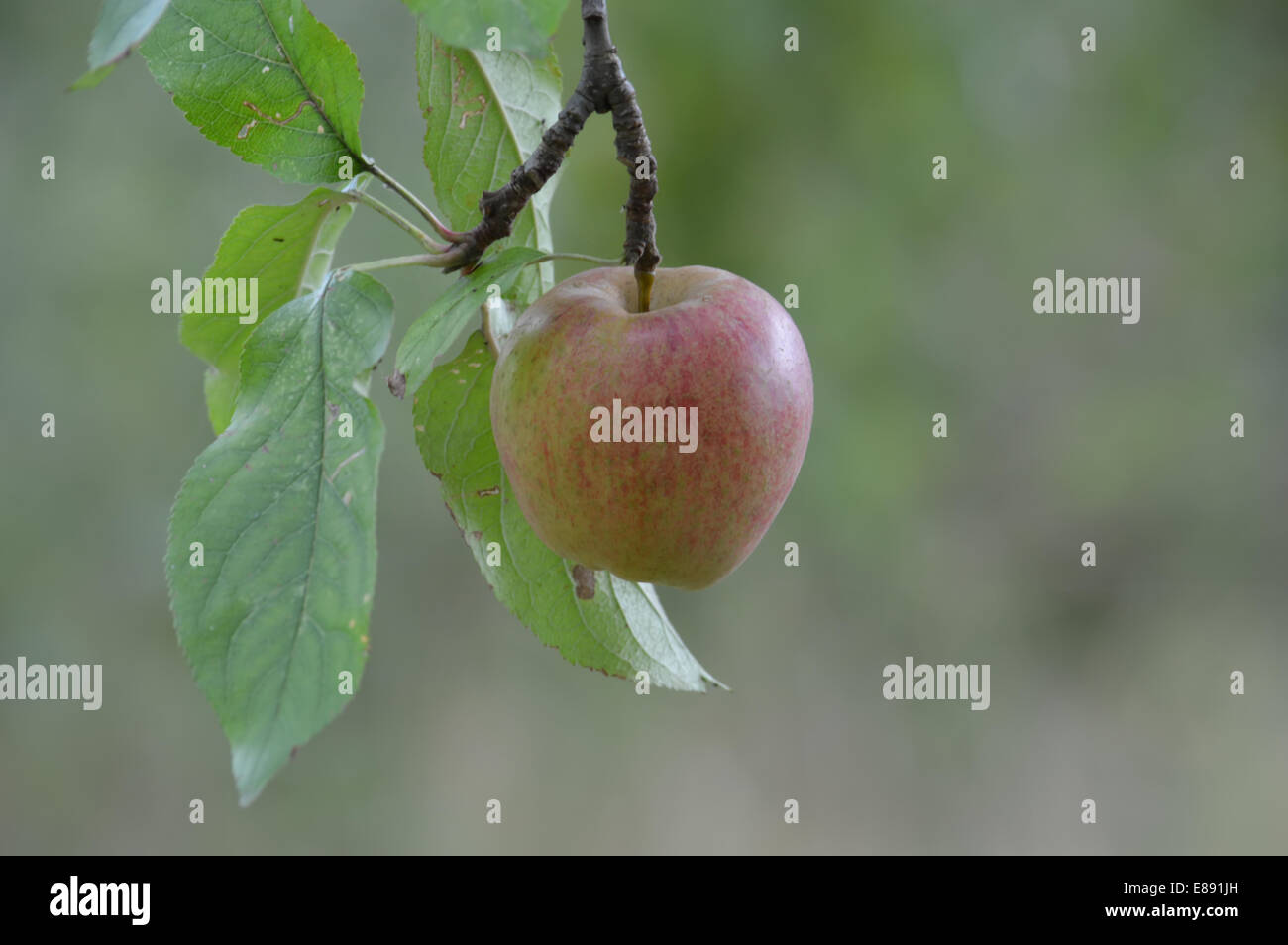 Apple hanging on twig Stock Photo - Alamy