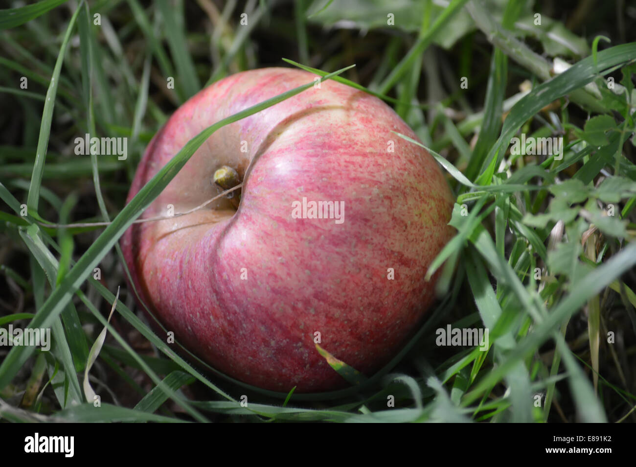 Apple laying in grass Stock Photo - Alamy