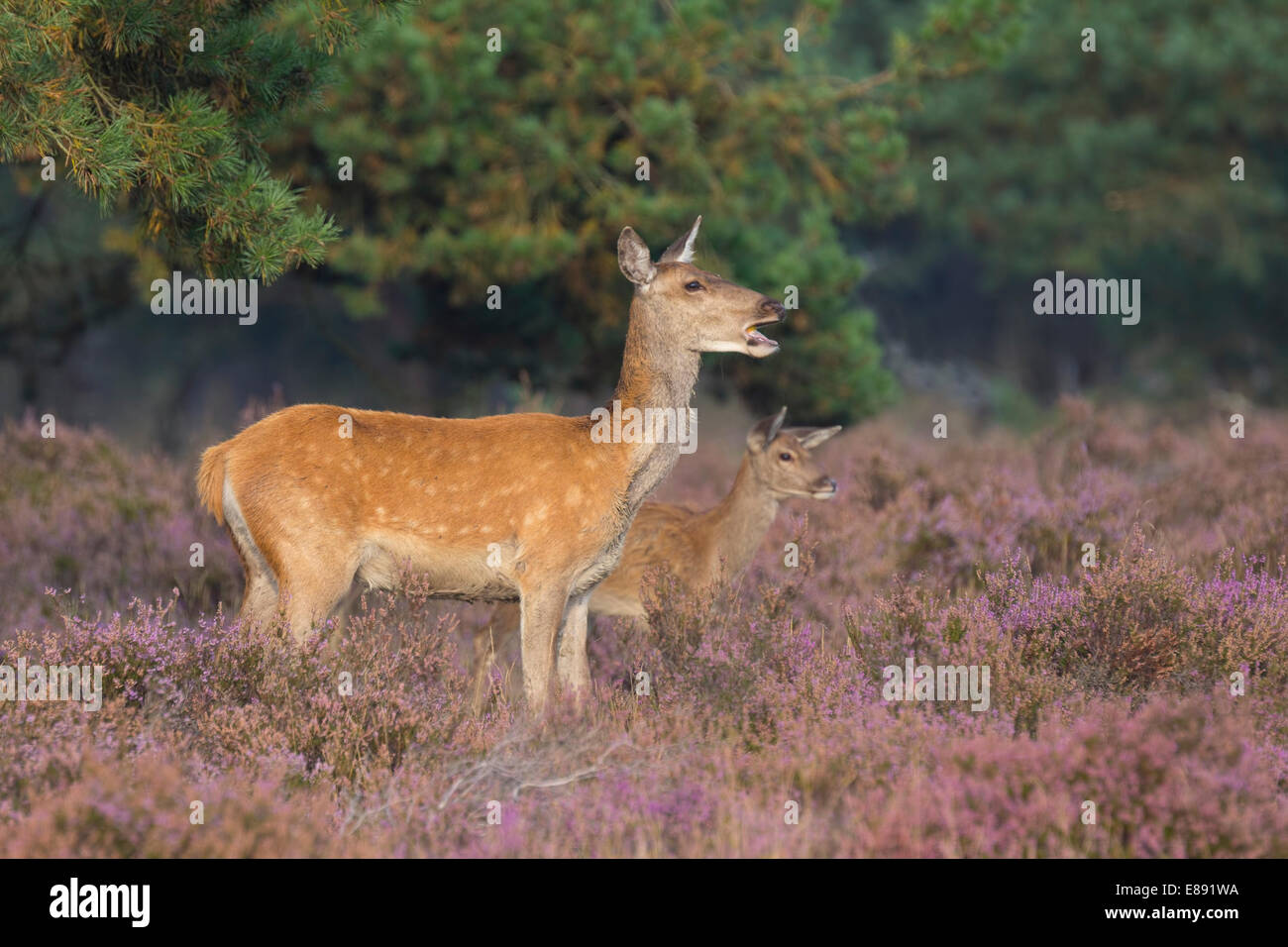 Calf heath hi-res stock photography and images - Alamy