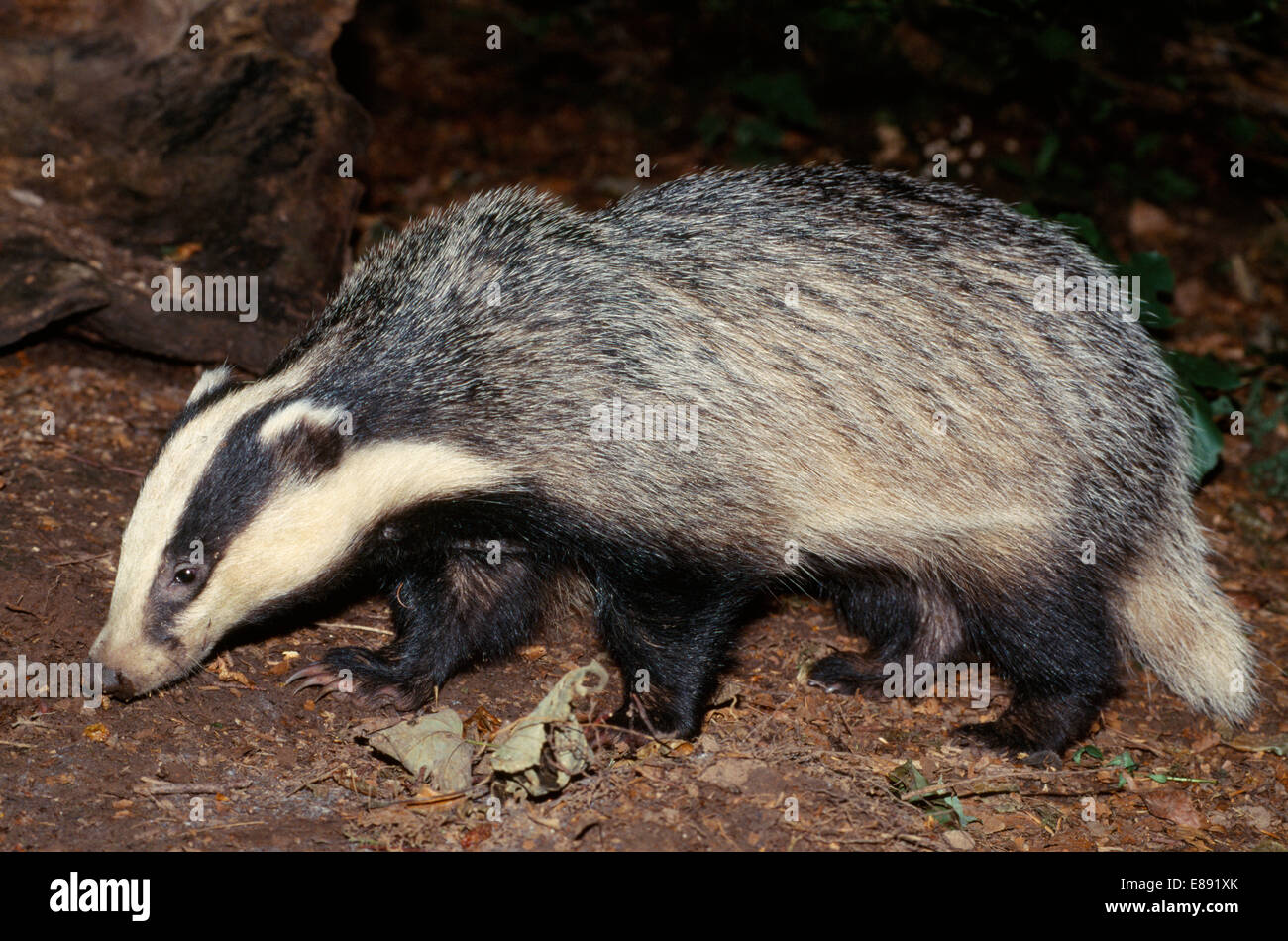 Badger - Meles meles Stock Photo - Alamy