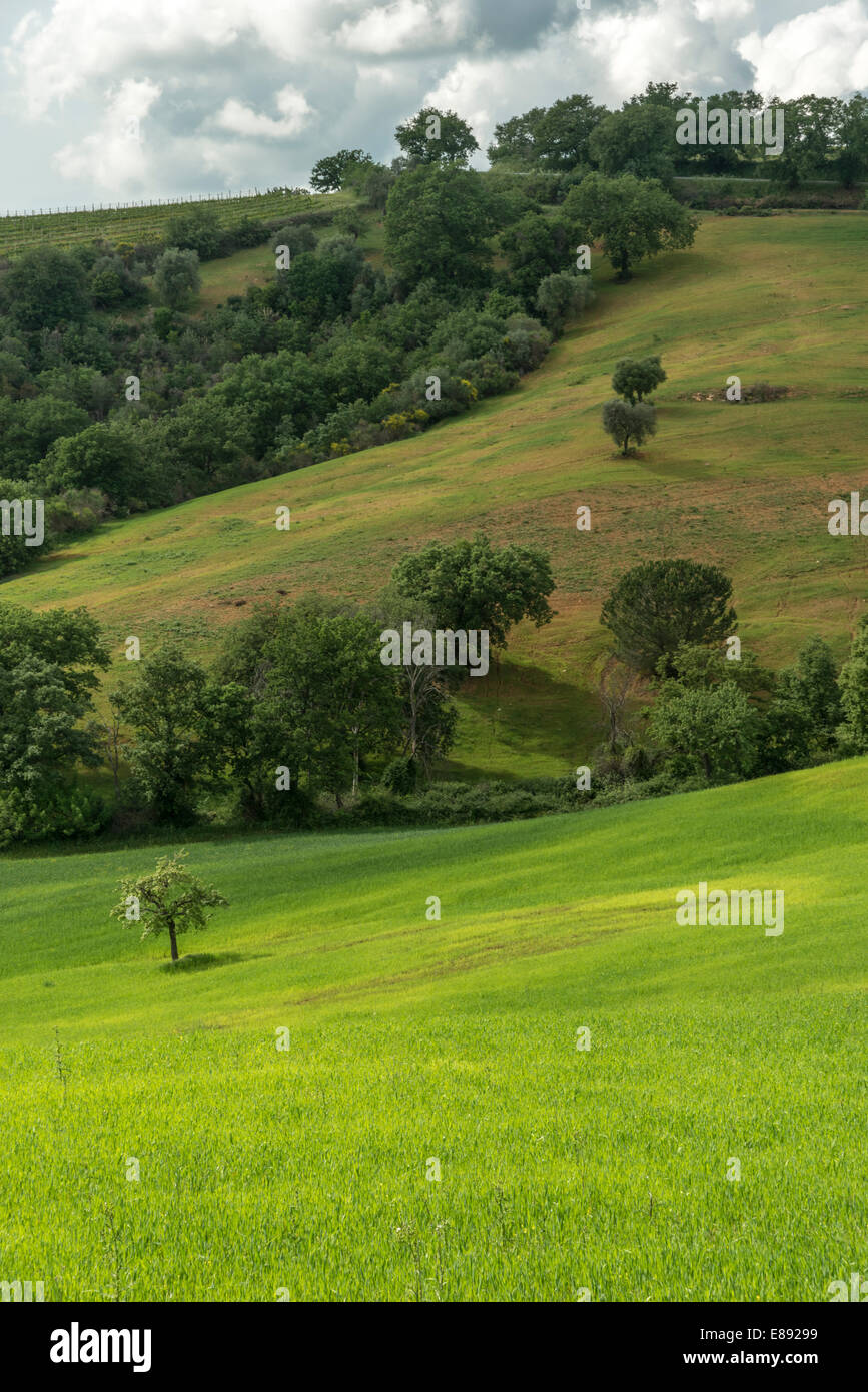 Pine Trees In Tuscany Stock Photos & Pine Trees In Tuscany Stock Images ...