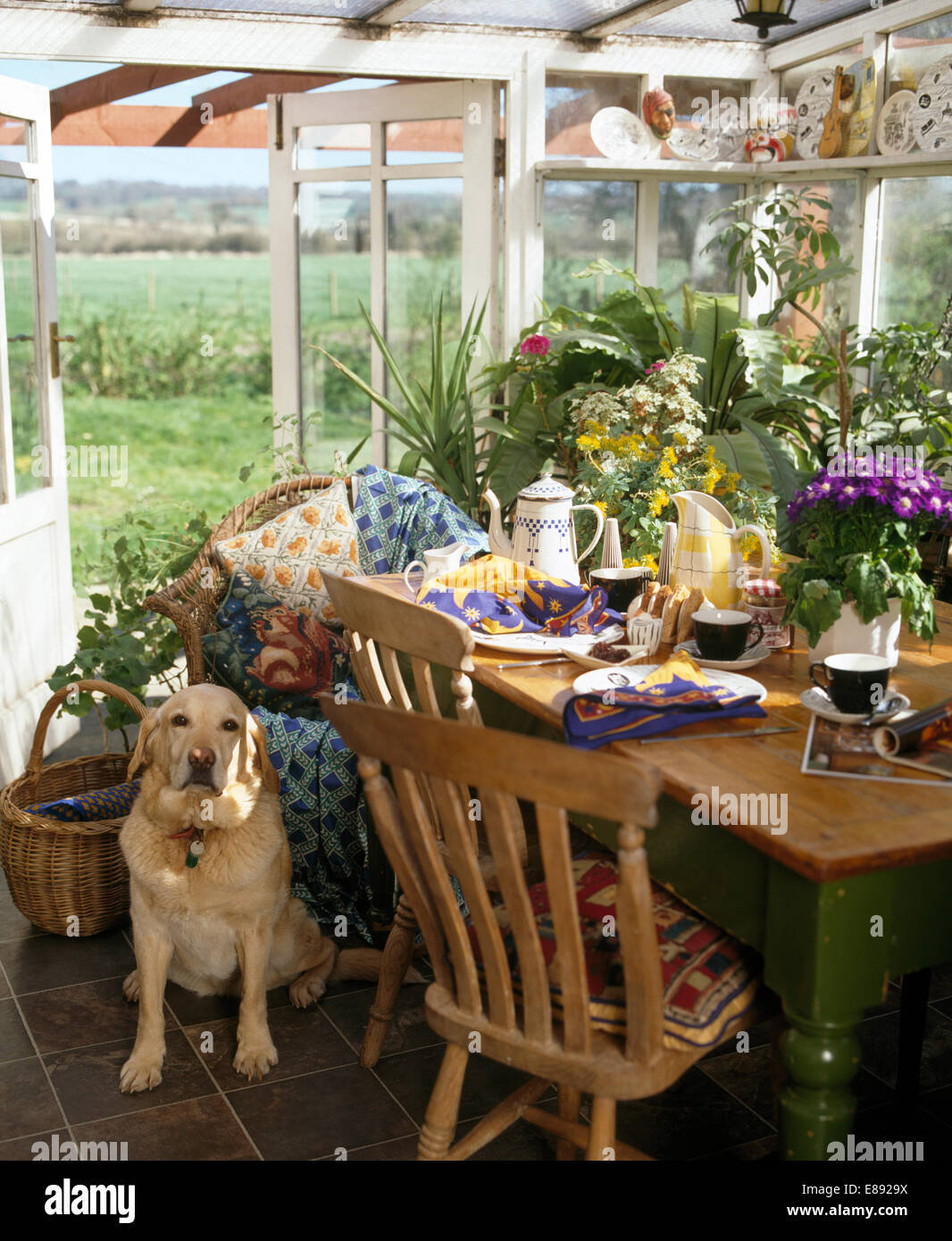 Golden labrador dog sitting beside wooden table and chairs in ...