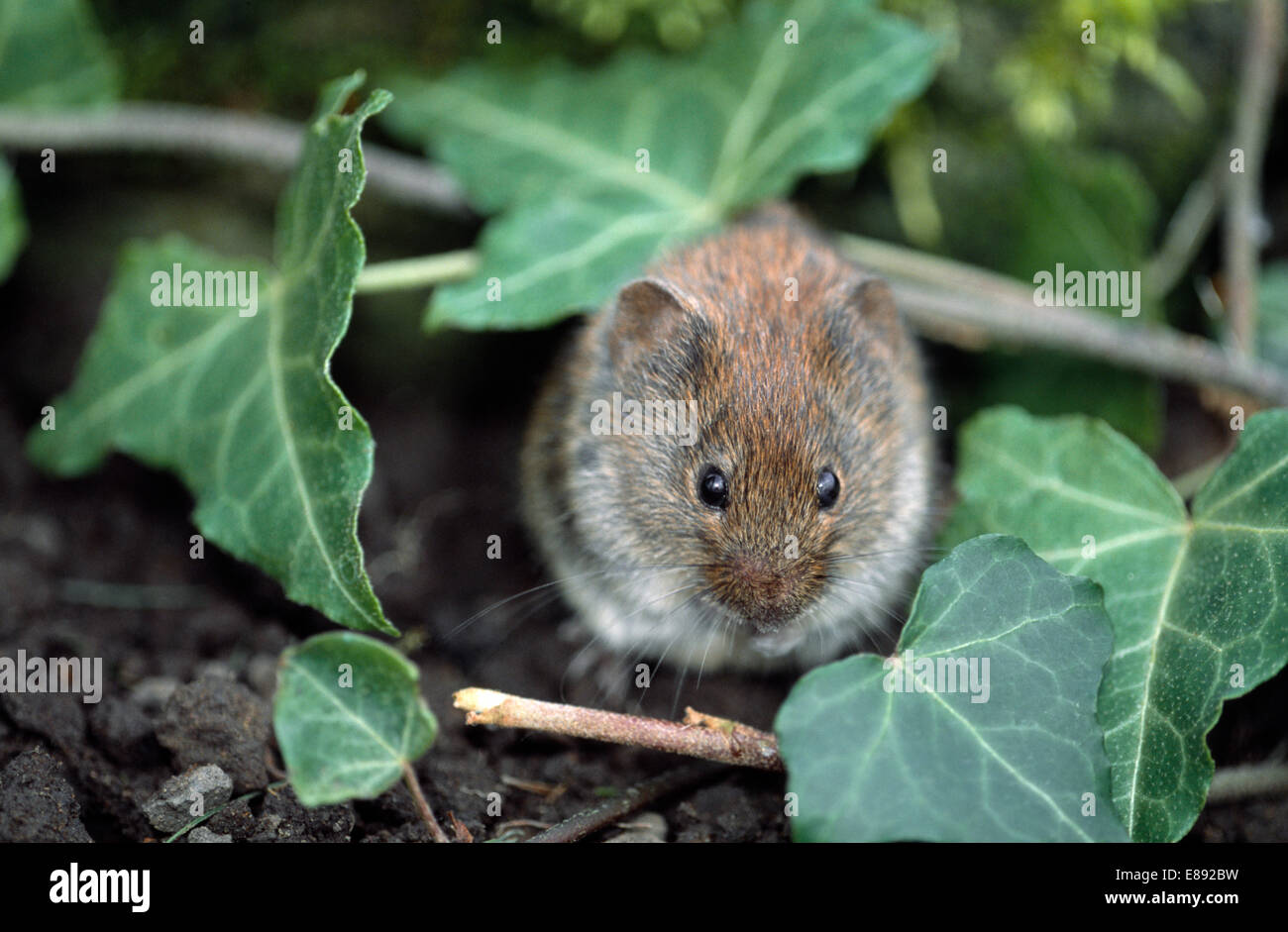Closeup small bank vole hi-res stock photography and images - Alamy