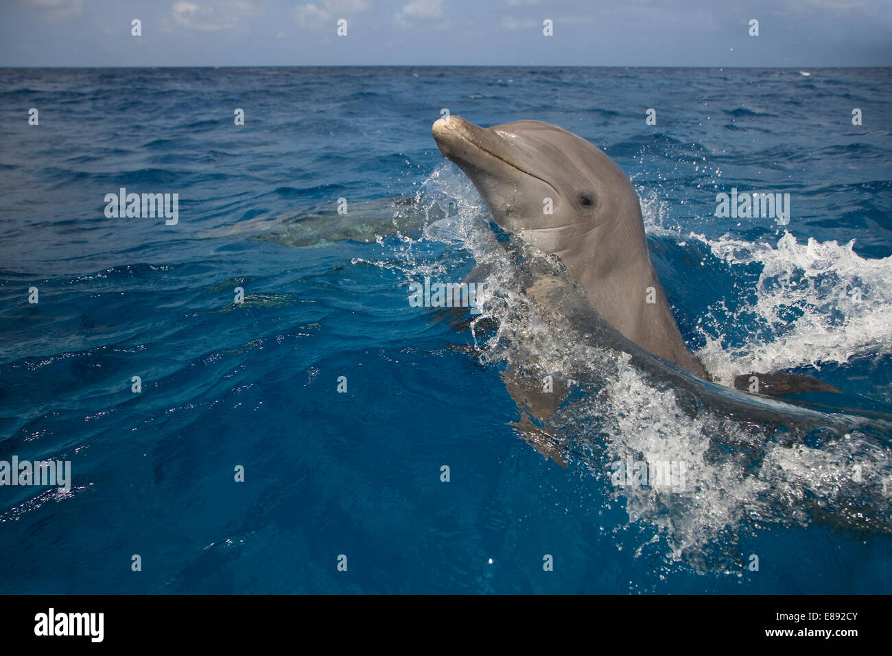 Bottle-nosed Dolphin - Tursiops truncatus Stock Photo - Alamy