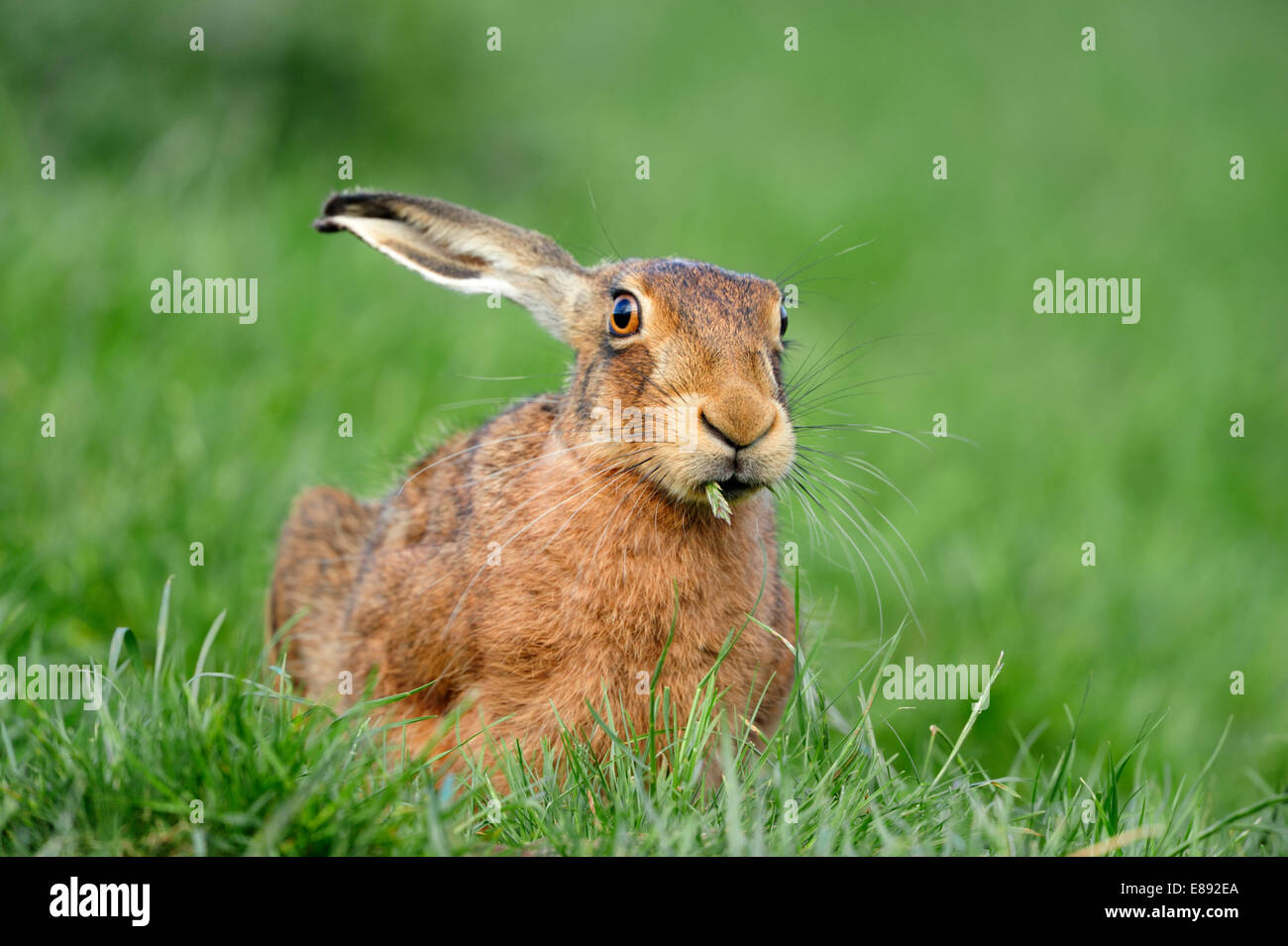 Brown Hare - Lepus europaeus Stock Photo - Alamy