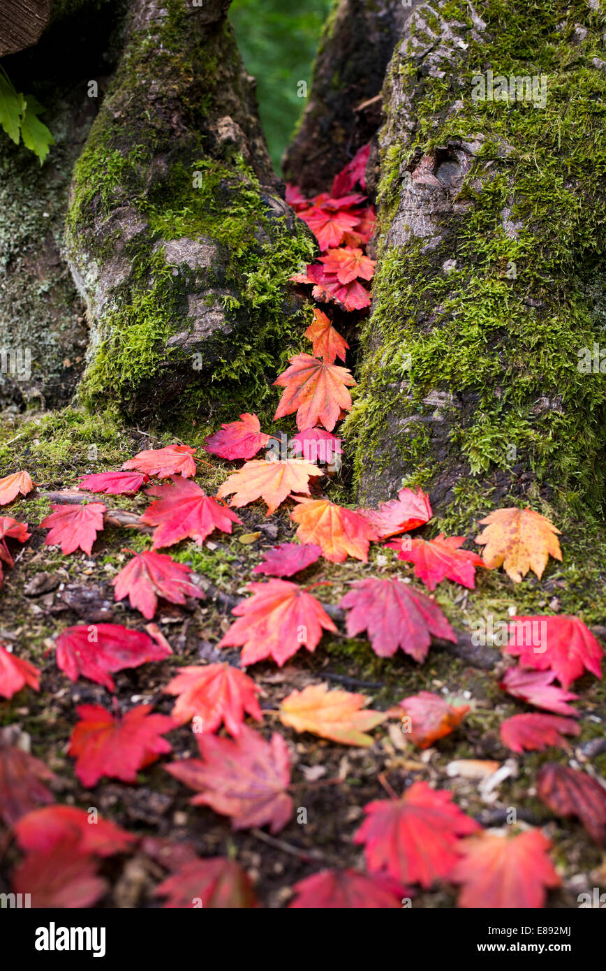 Tree changing from summer to autumn hi-res stock photography and images ...