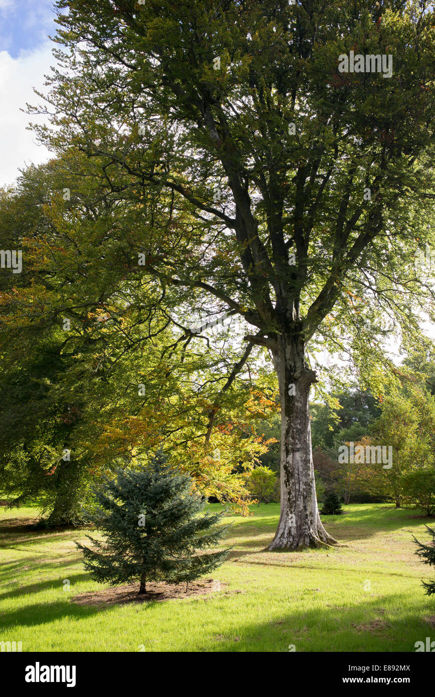 Scottish tree hi-res stock photography and images - Alamy