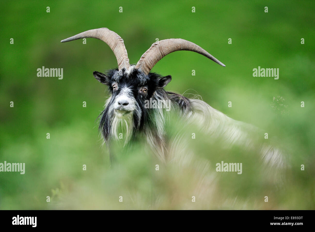 Goat - Capra hircus Stock Photo - Alamy