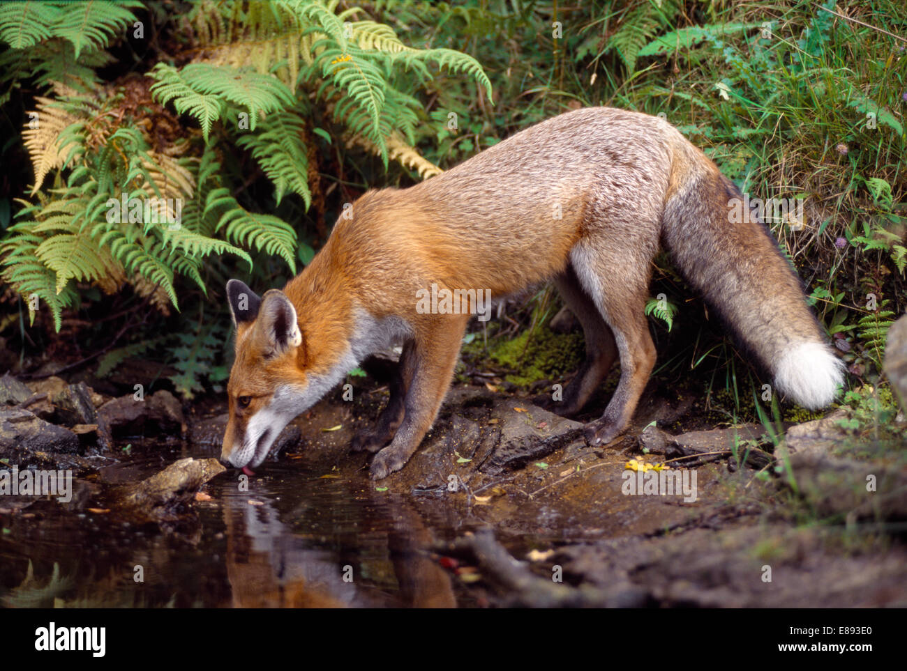Fox - Vulpes vulpes Stock Photo - Alamy