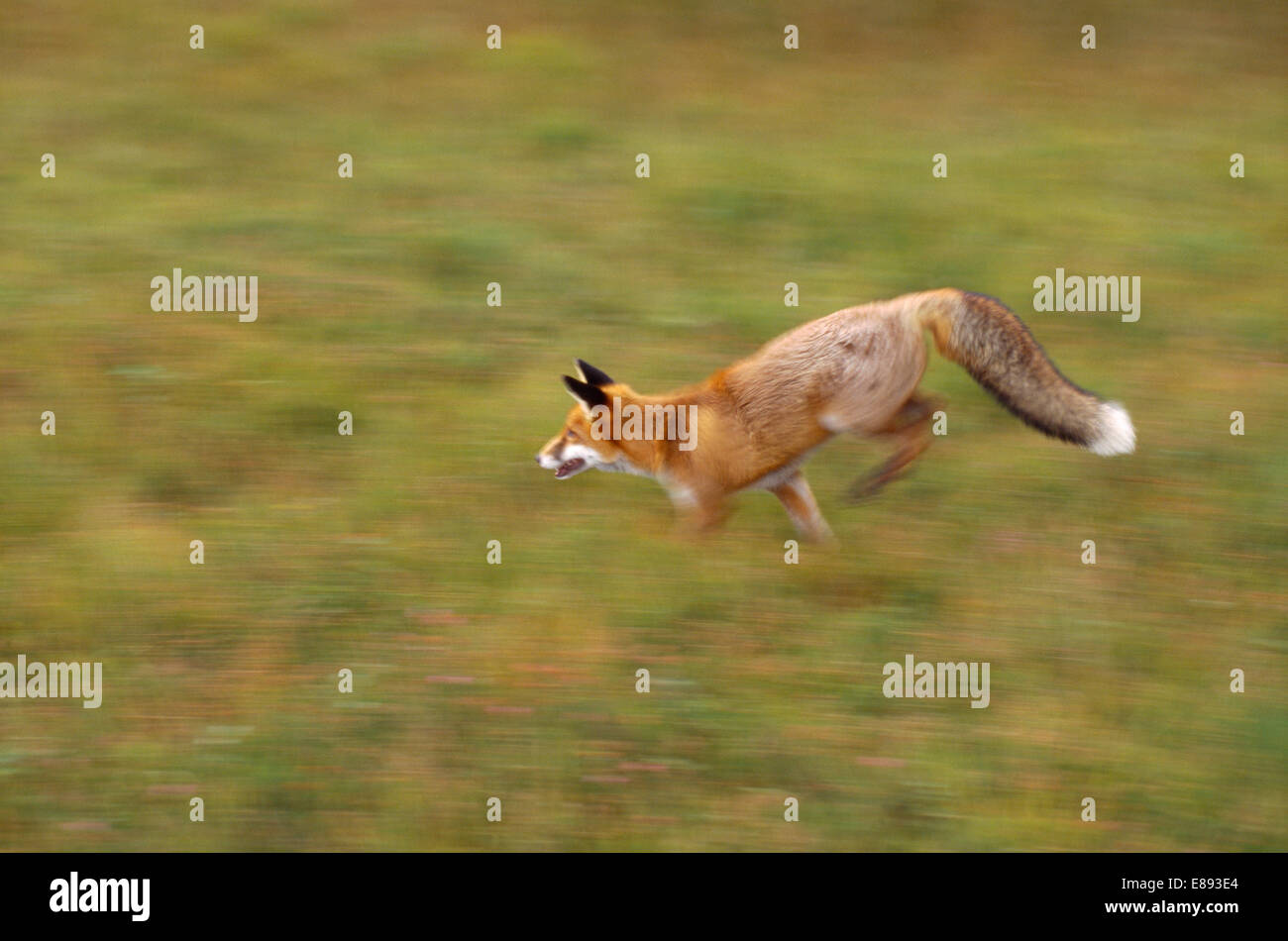 Fox movement hi-res stock photography and images - Alamy