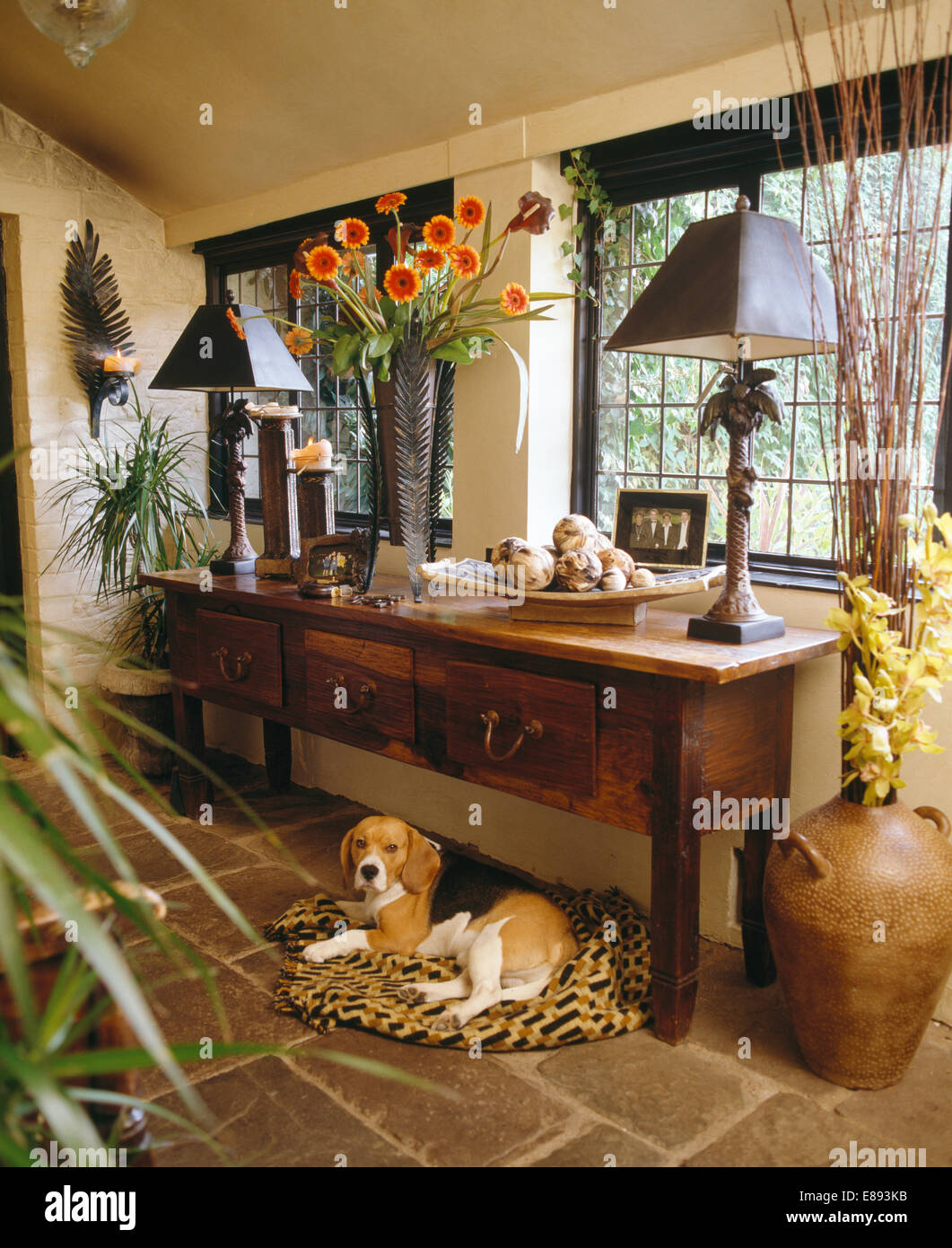 Beagle lying on rug below antique oak table with black lamps and vase ...