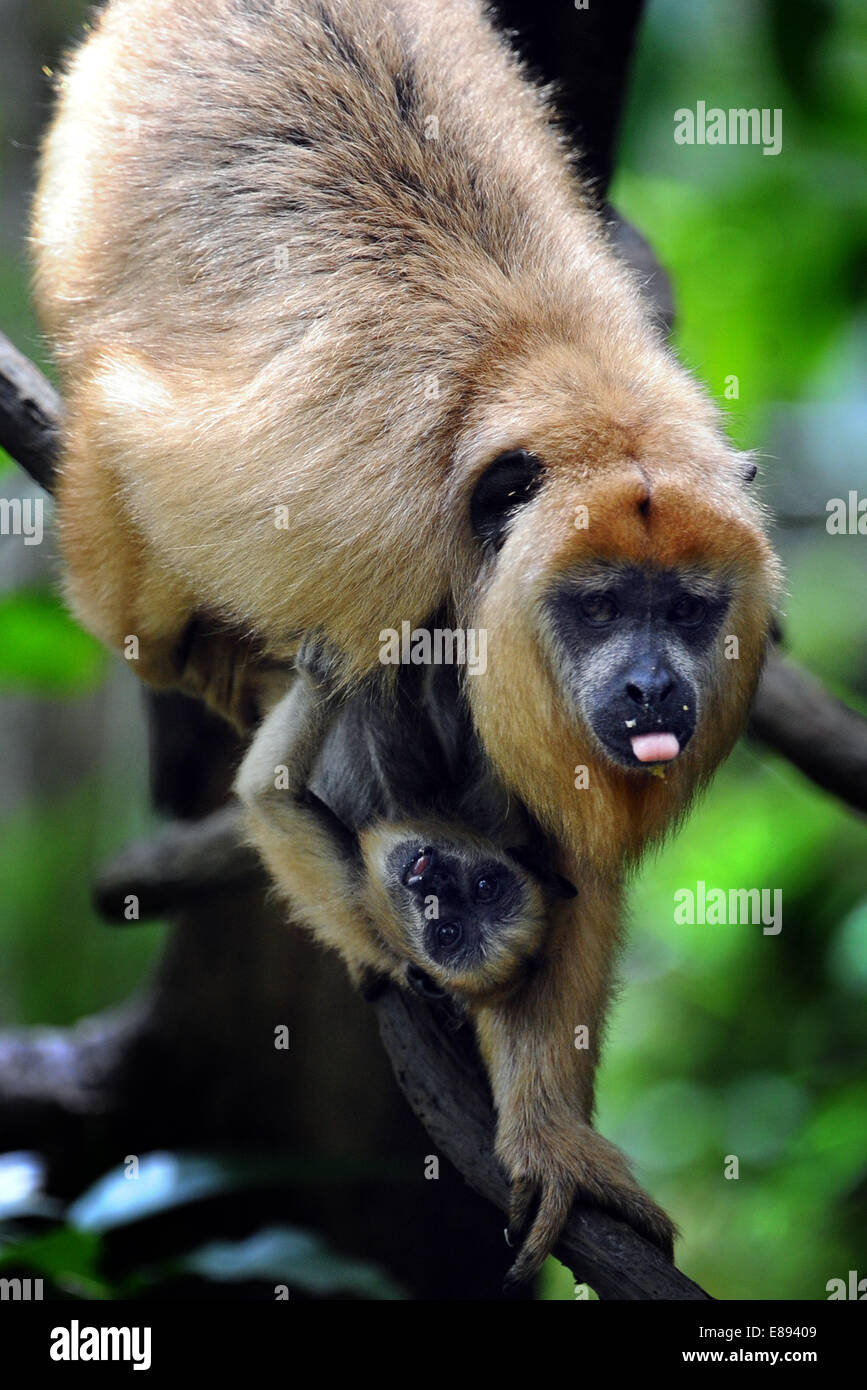 Singapore. 2nd Oct, 2014. Two Black Howler monkeys are seen at the ...