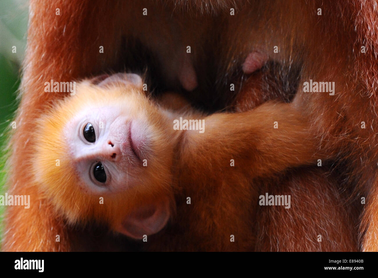 Singapore. 2nd Oct, 2014. A Javan Langur is seen at the Singapore Zoo ...