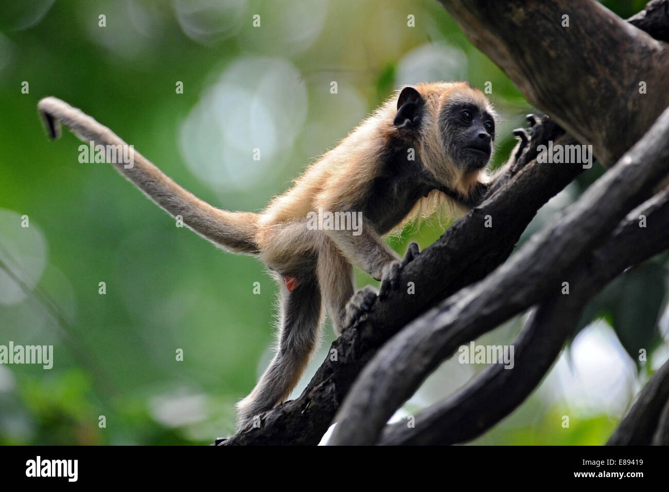 Singapore. 2nd Oct, 2014. A Black Howler monkey is seen at the ...