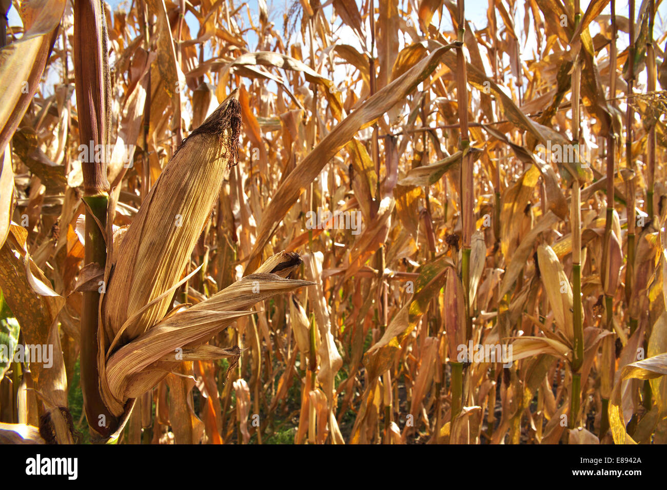 Ripe corn on the field ready for harvesting Stock Photo - Alamy