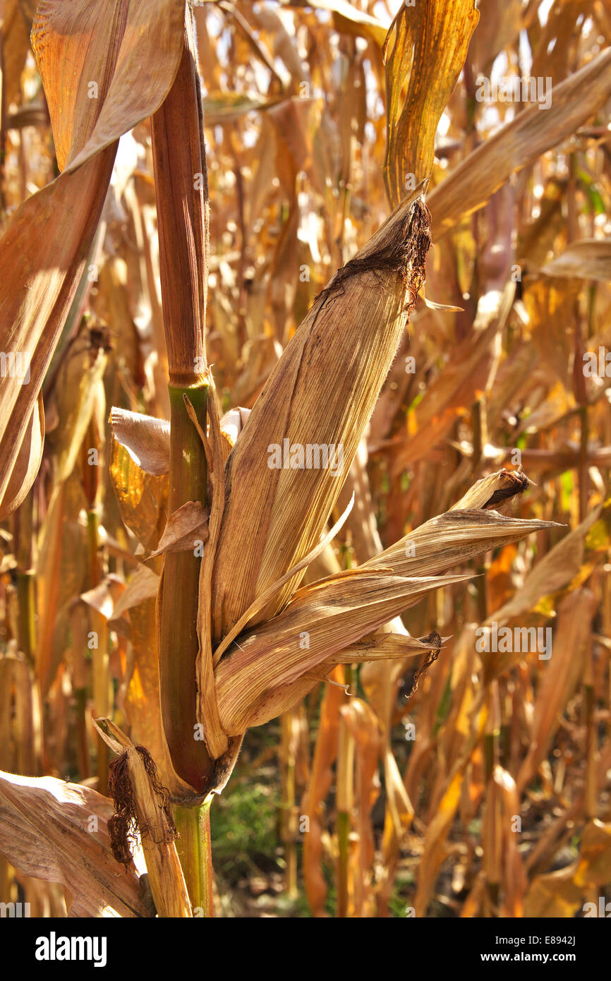 Ripe corn on the field ready for harvesting Stock Photo - Alamy