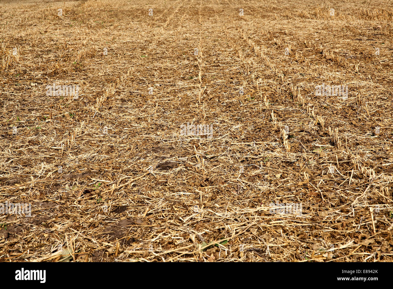 Soybean residues hi-res stock photography and images - Alamy