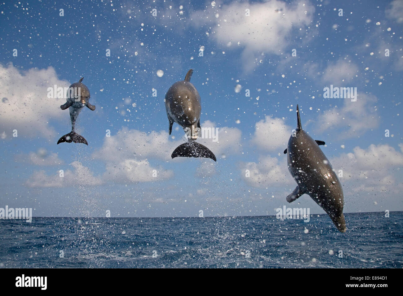 Dolphin in clear water hi-res stock photography and images - Alamy