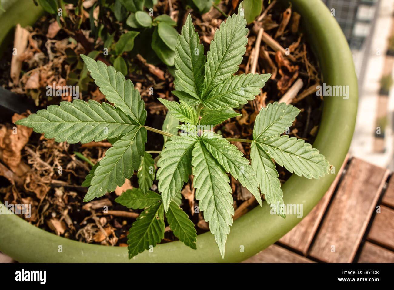Cannabis plant pot hi-res stock photography and images - Alamy