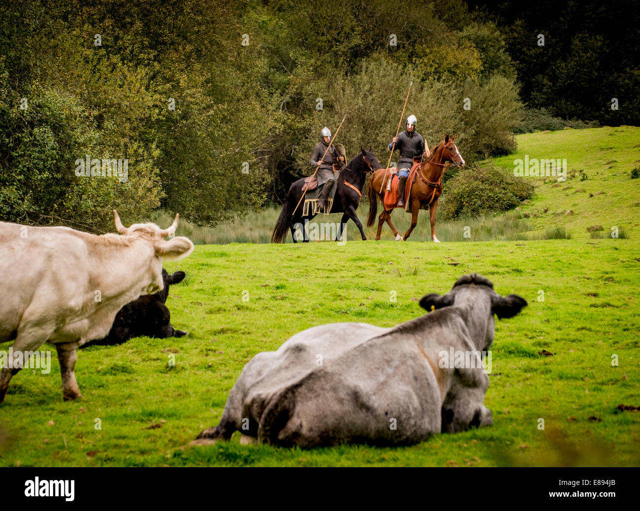 Norman cow hi-res stock photography and images - Alamy