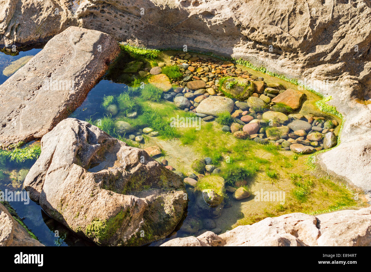 SANDSTONE ROCK POOL OR TIDE POOL MORAY COAST SCOTLAND WITH ENTEROMORPHA ...