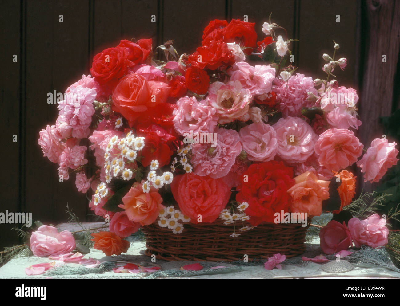 Still-Life of pink and red roses with daisy like feverfew in informal ...