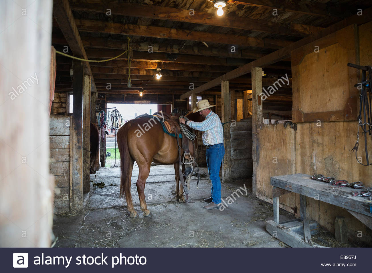 Rancher tacking up horse in barn Stock Photo - Alamy