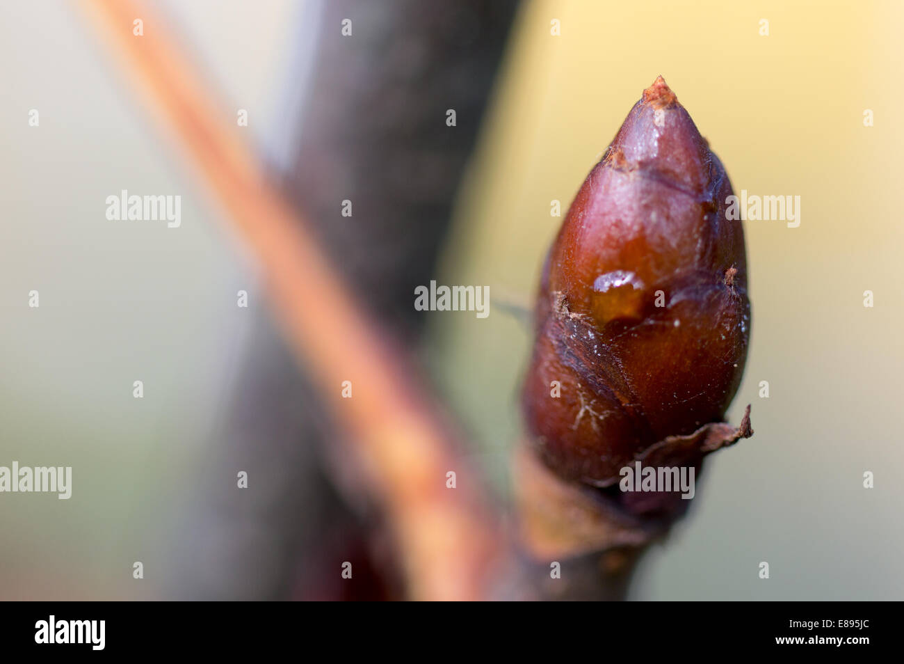 Sticky bud hi-res stock photography and images - Alamy