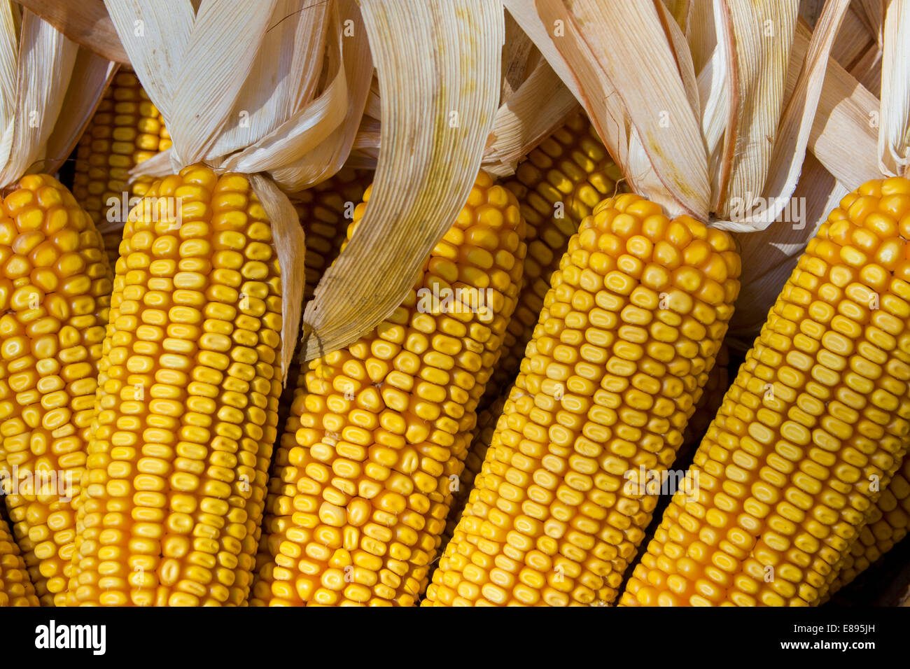 Corn cereals production hi-res stock photography and images - Alamy