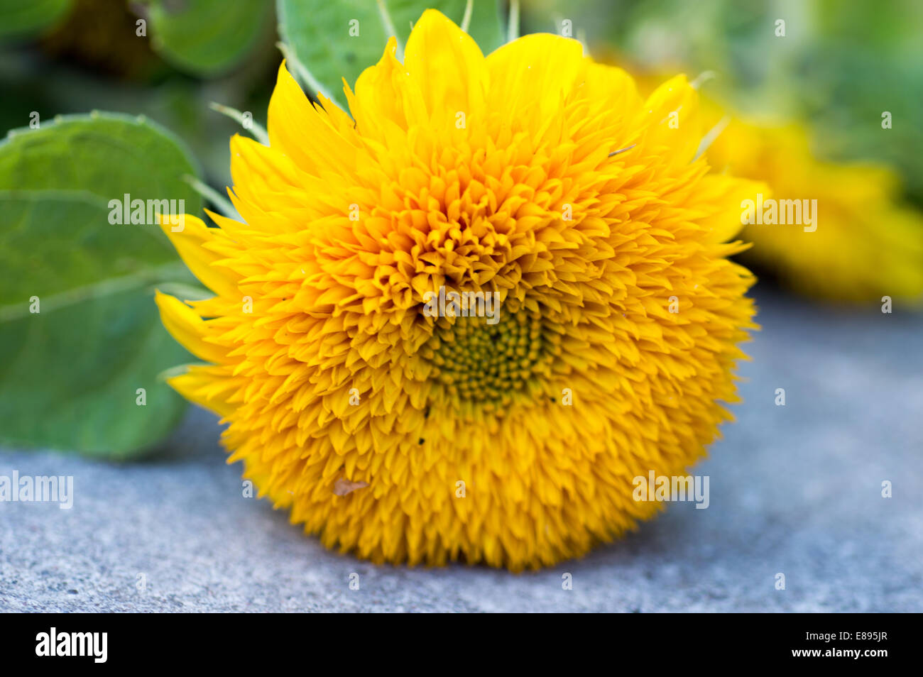 Ground sunflower hi-res stock photography and images - Alamy